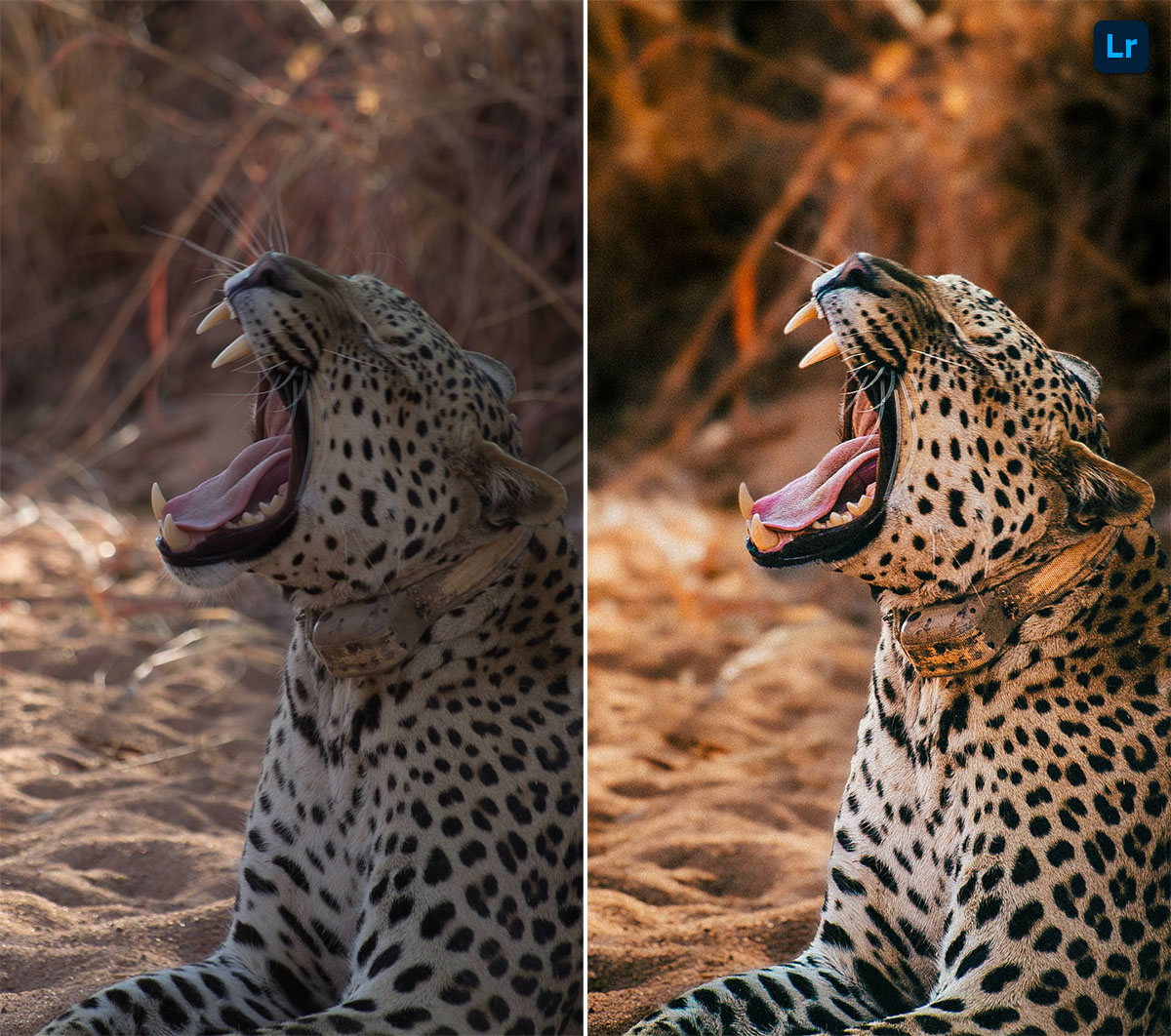 Leopard | Remix | Photoshop Lightroom