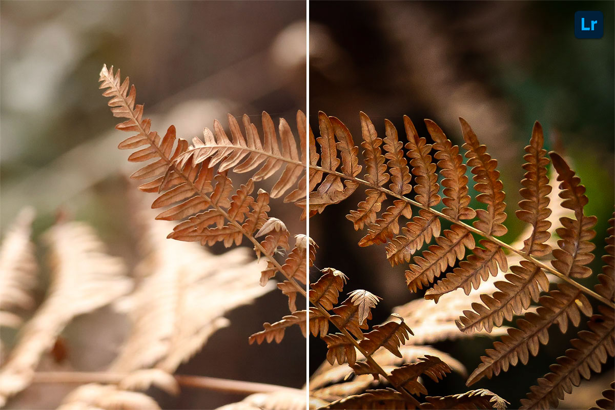 Leaves | Edit | Photoshop Lightroom