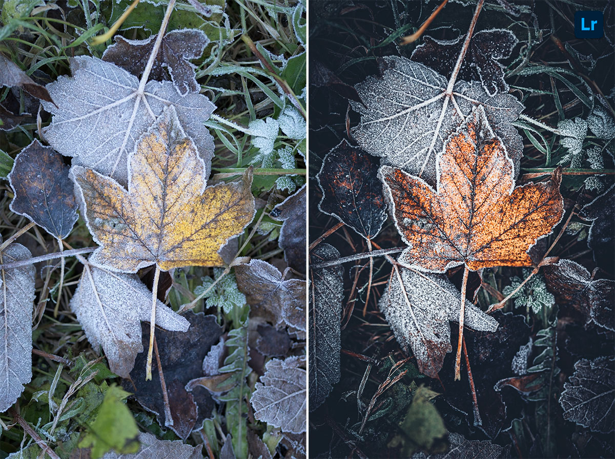 Autumn leaves | Edit | Photoshop Lightroom