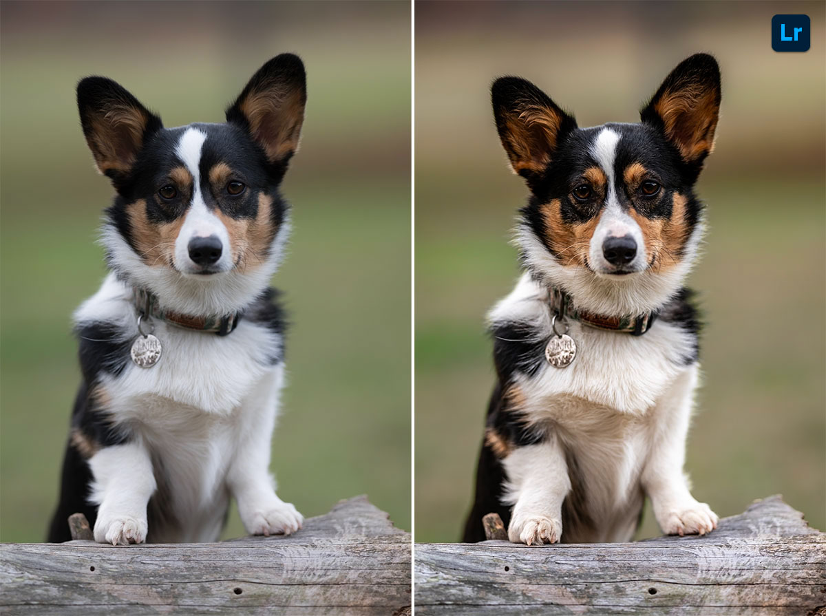 Dog on a log 2 | Remix | Photoshop Lightroom