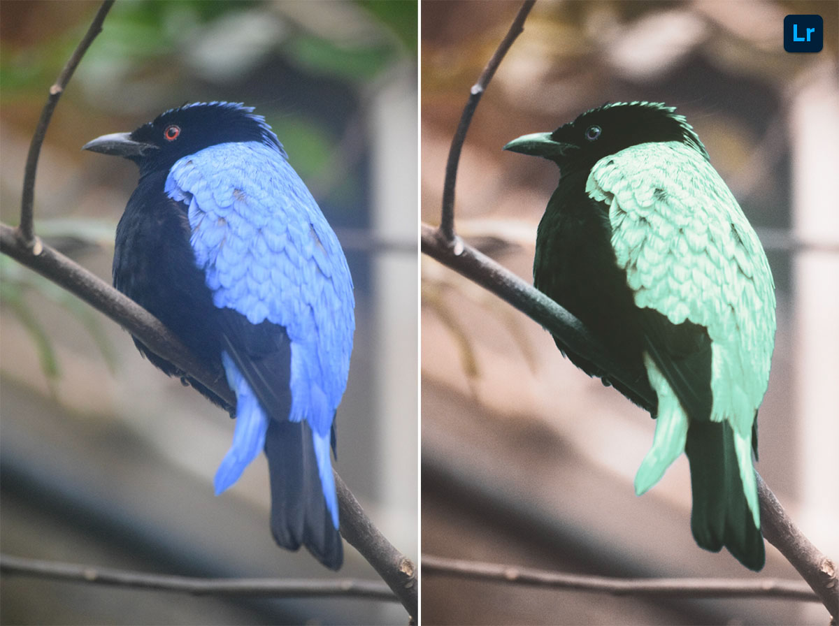 bird | Remix | Photoshop Lightroom