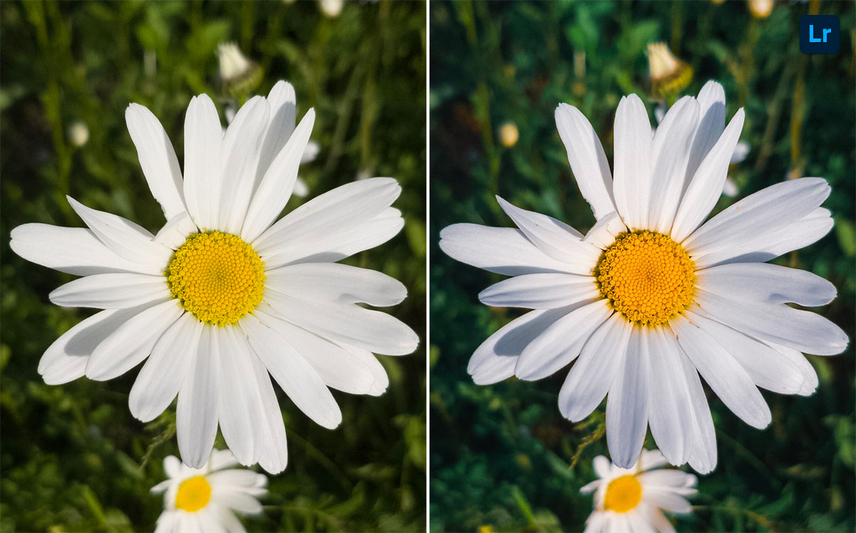 Daisy | Edit | Photoshop Lightroom