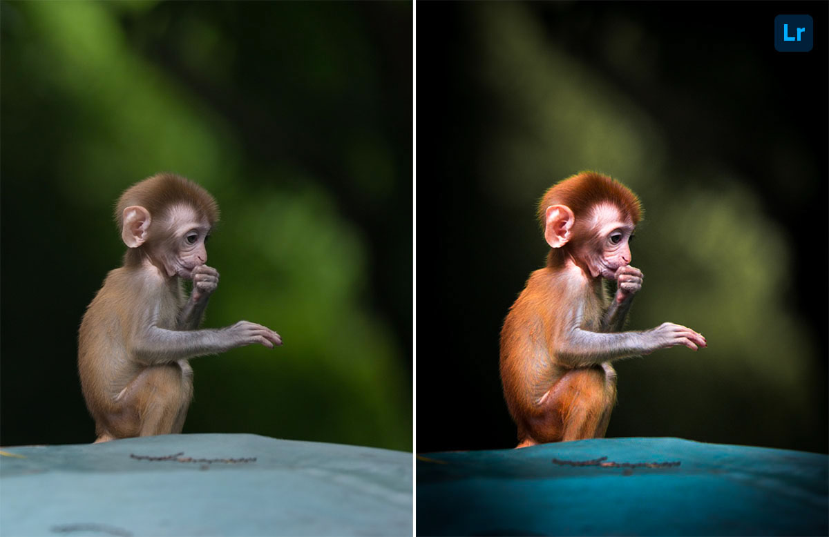 Monkey business | Edit | Photoshop Lightroom