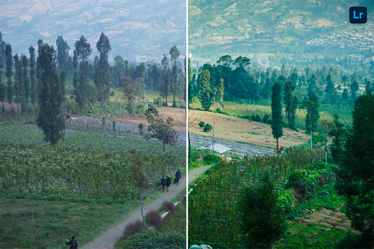 Green view in village | Edit | Photoshop Lightroom