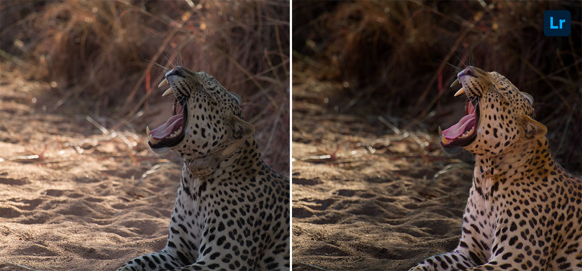 Leopard | Remix | Photoshop Lightroom