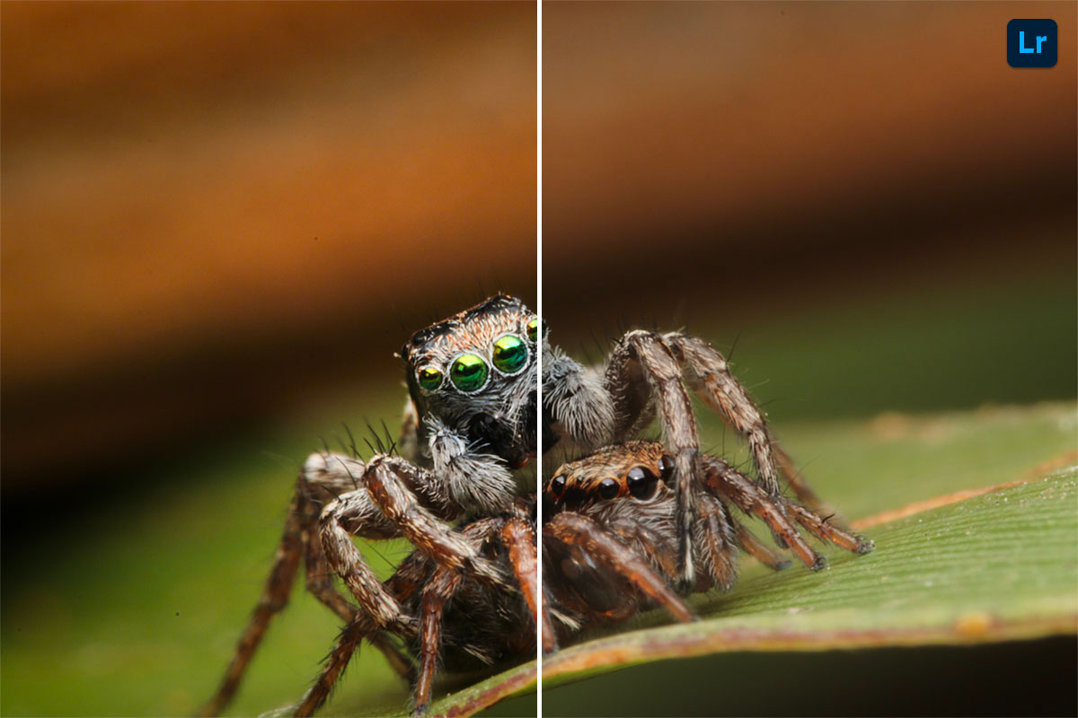 Jumping spider | Edit | Photoshop Lightroom