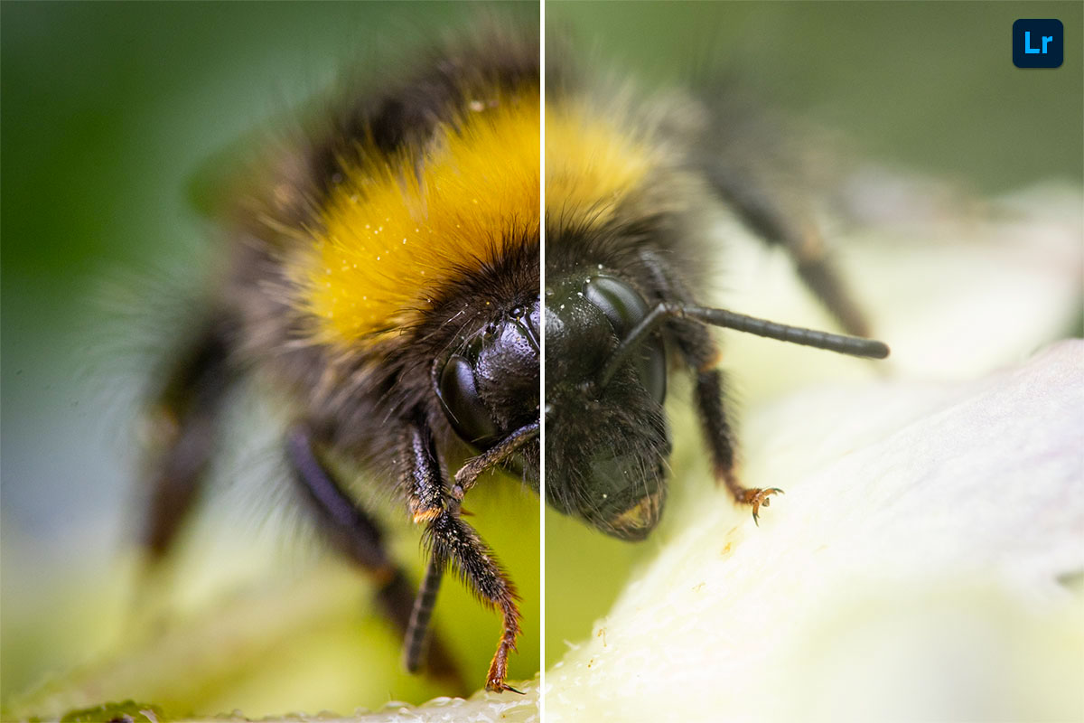 bee | Edit | Photoshop Lightroom
