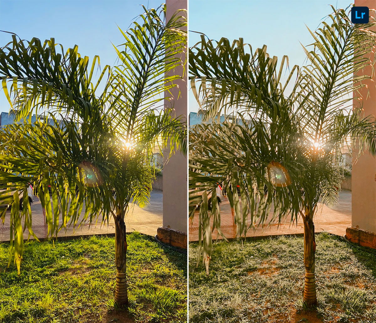 Coconut | Edit | Photoshop Lightroom