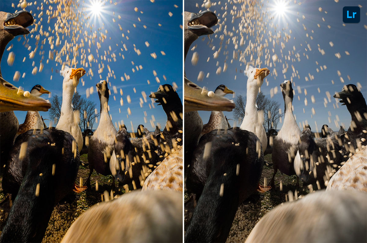 happiest ducks | Edit | Photoshop Lightroom