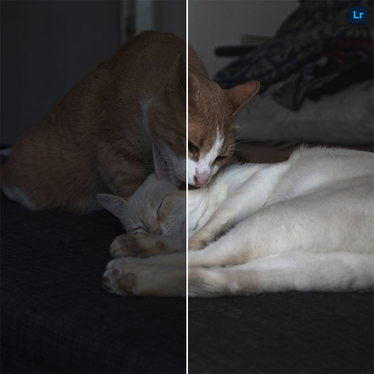 Arya e Micio Maciu | Edit | Photoshop Lightroom