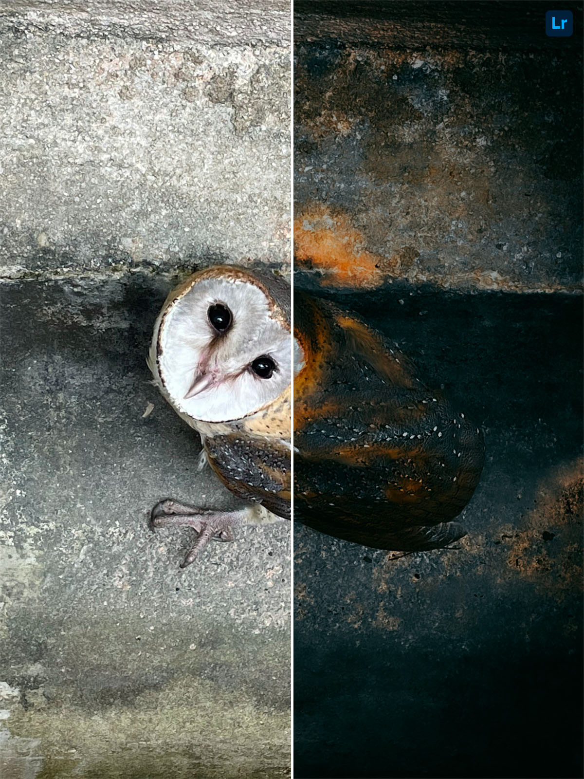 Owl | Edit | Photoshop Lightroom