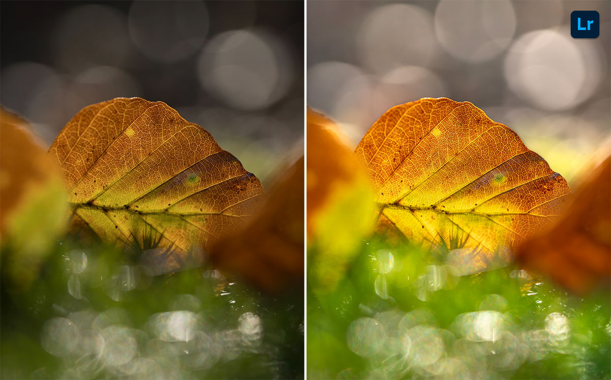 Textured autumn leaf | Edit | Photoshop Lightroom