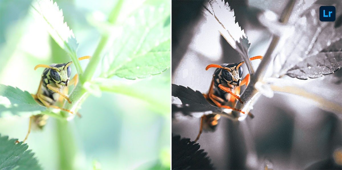 Test | Remix | Photoshop Lightroom
