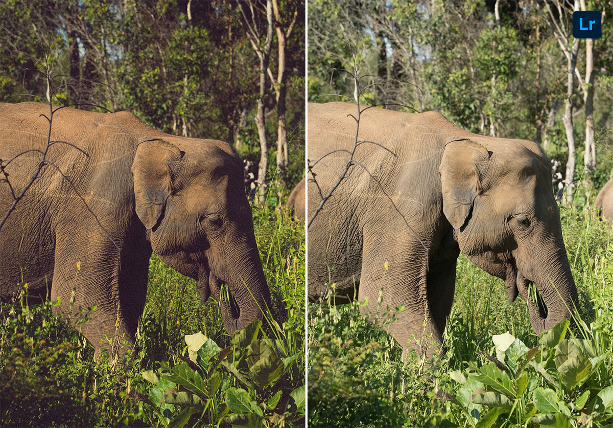 Elephant | Remix | Photoshop Lightroom