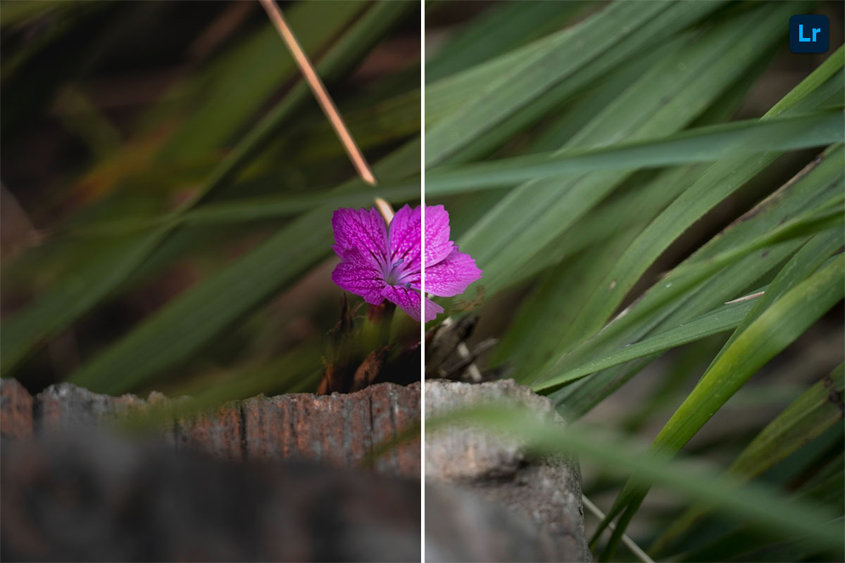 Macro Photo | Remix | Photoshop Lightroom