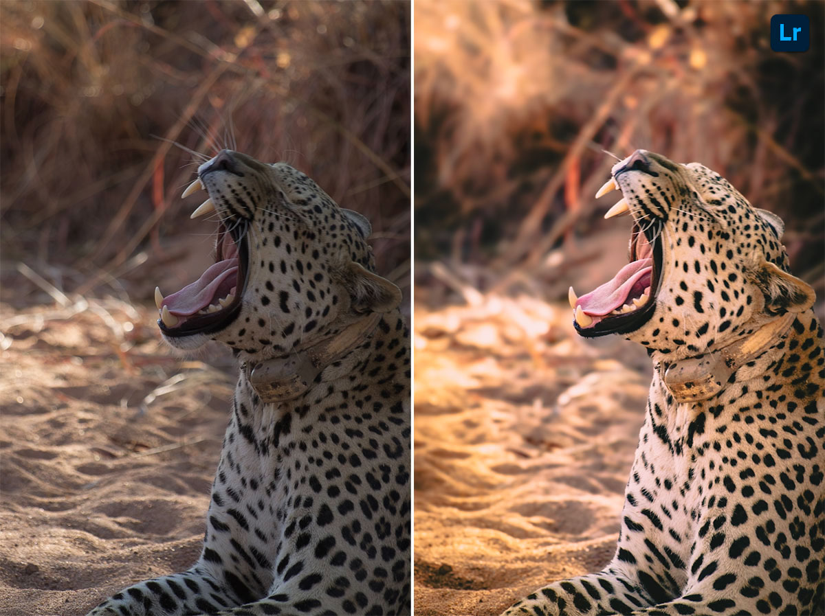 Leopard | Remix | Photoshop Lightroom