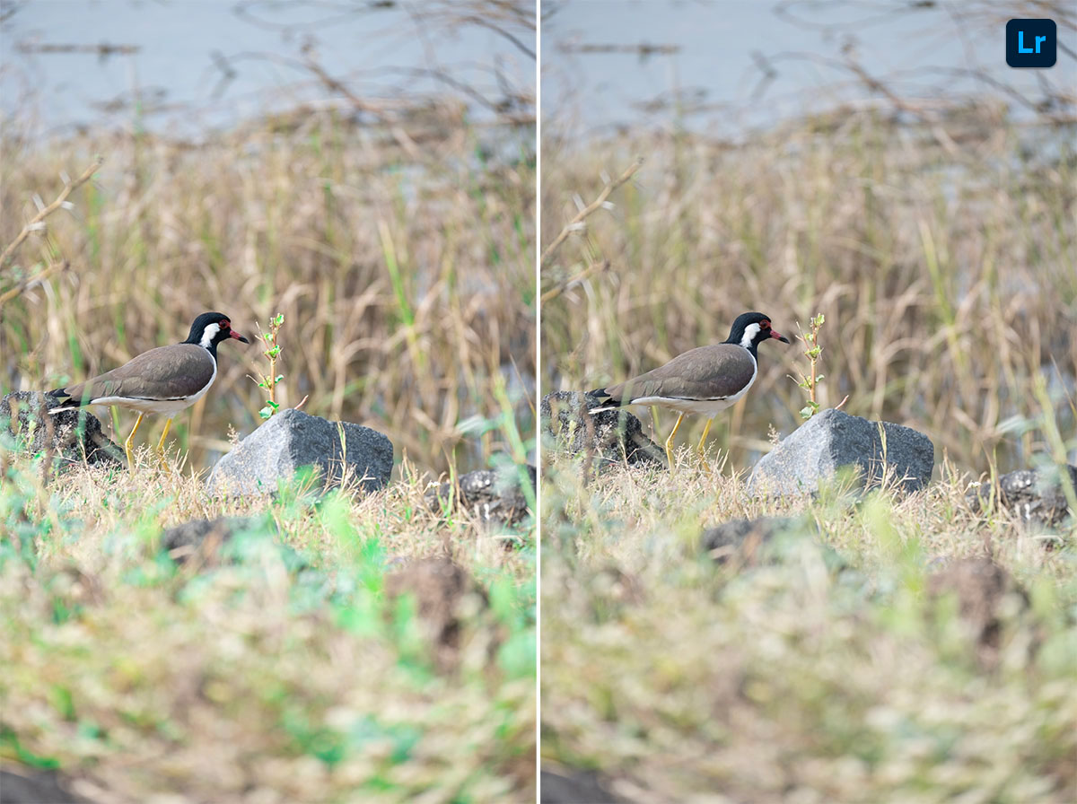 Bird | Remix | Photoshop Lightroom