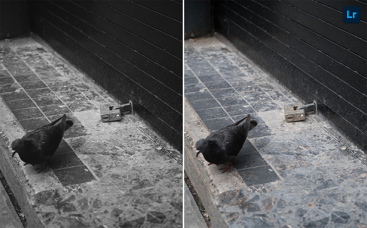 Pigeon | Edit | Photoshop Lightroom