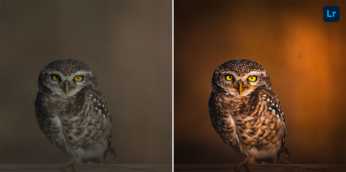 UpClose - Spotted Owlet | Remix | Photoshop Lightroom