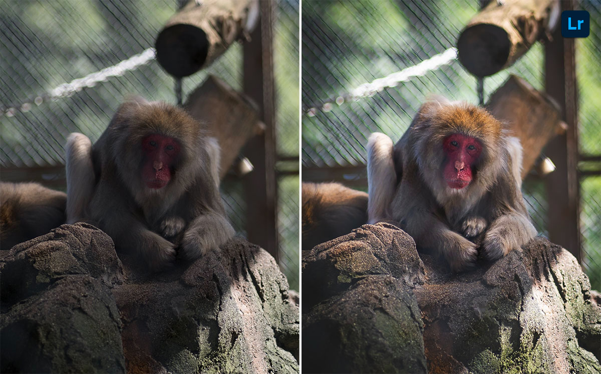 Japanese Macaque Monkeys | Edit | Photoshop Lightroom