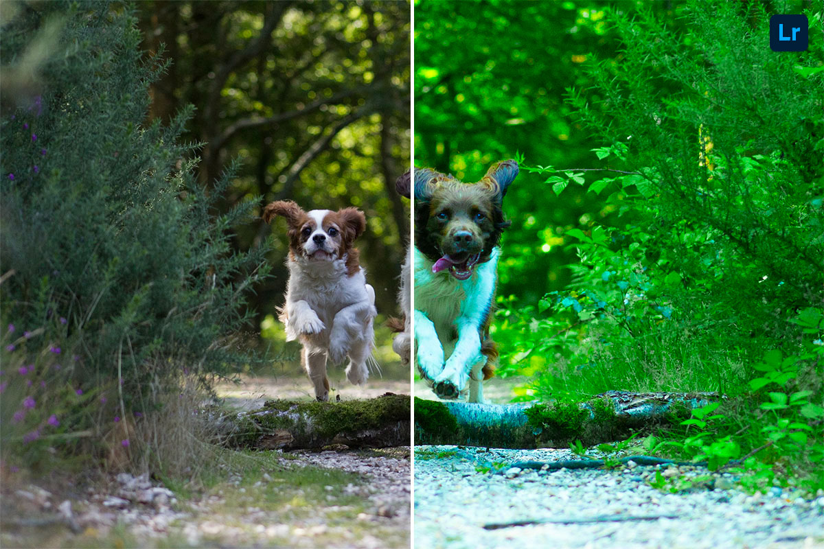 Two dogs jumping | Remix | Photoshop Lightroom