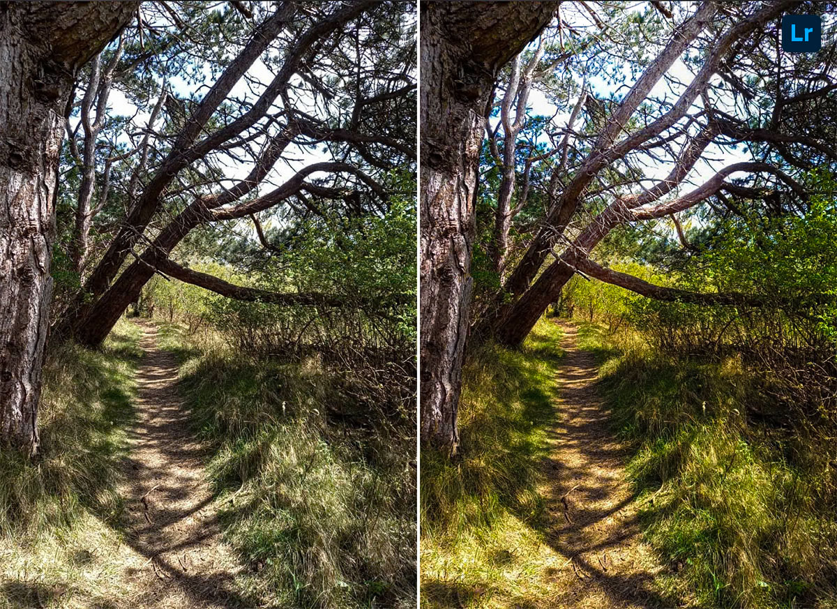 Forest | Remix | Photoshop Lightroom