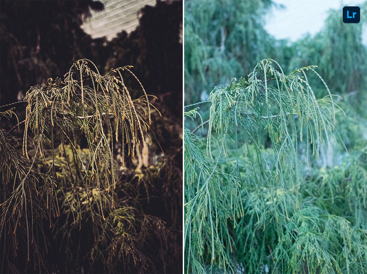 Shaggy juniper | Edit | Photoshop Lightroom