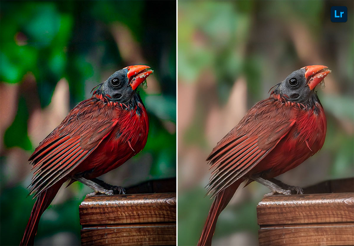 Northern Cardinal (Molting) | Remix | Photoshop Lightroom