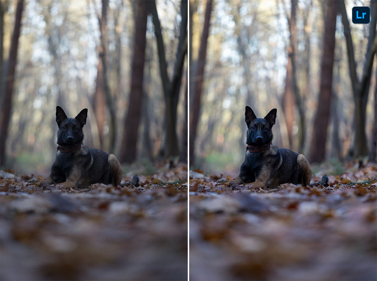 Autumn | Remix | Photoshop Lightroom