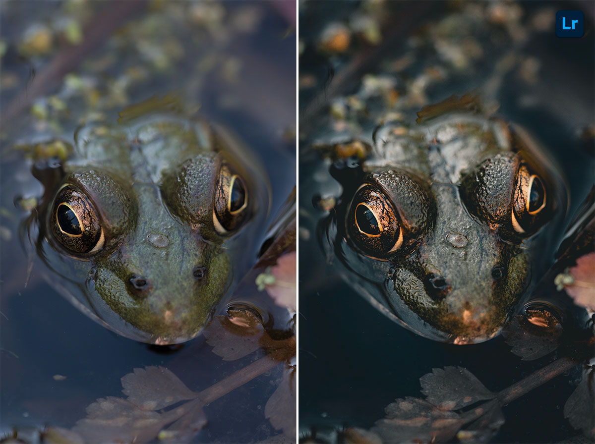 Fairytale Frog | Edit | Photoshop Lightroom