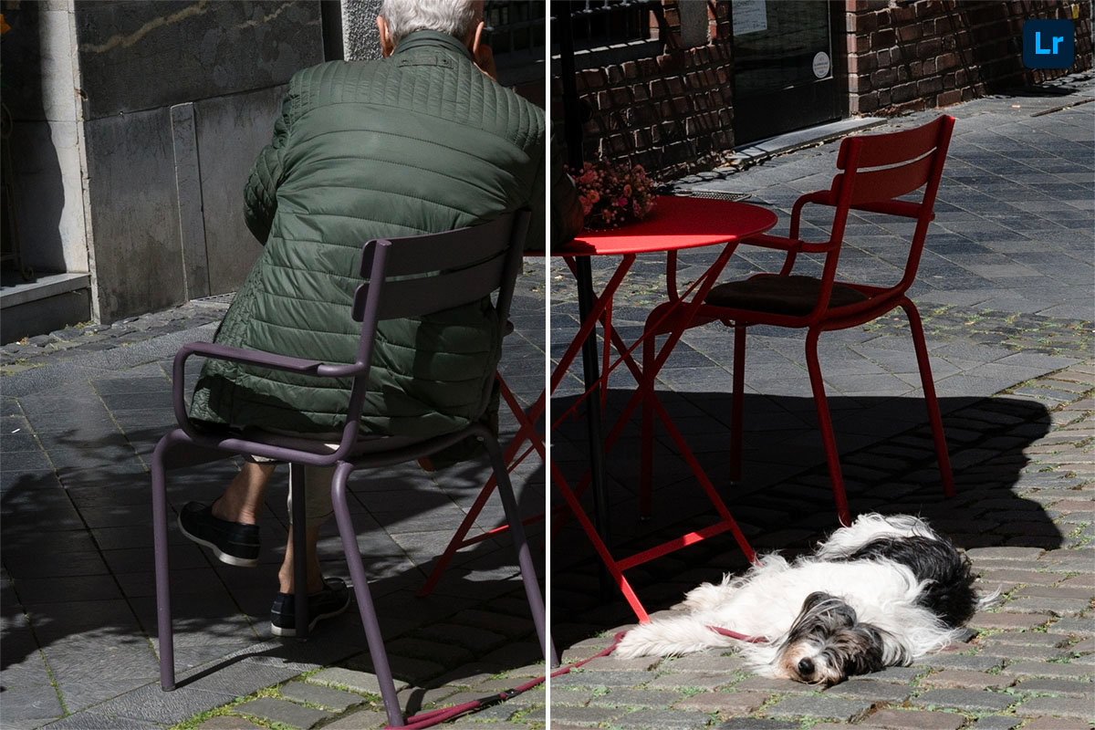 Chillin' dog | Edit | Photoshop Lightroom