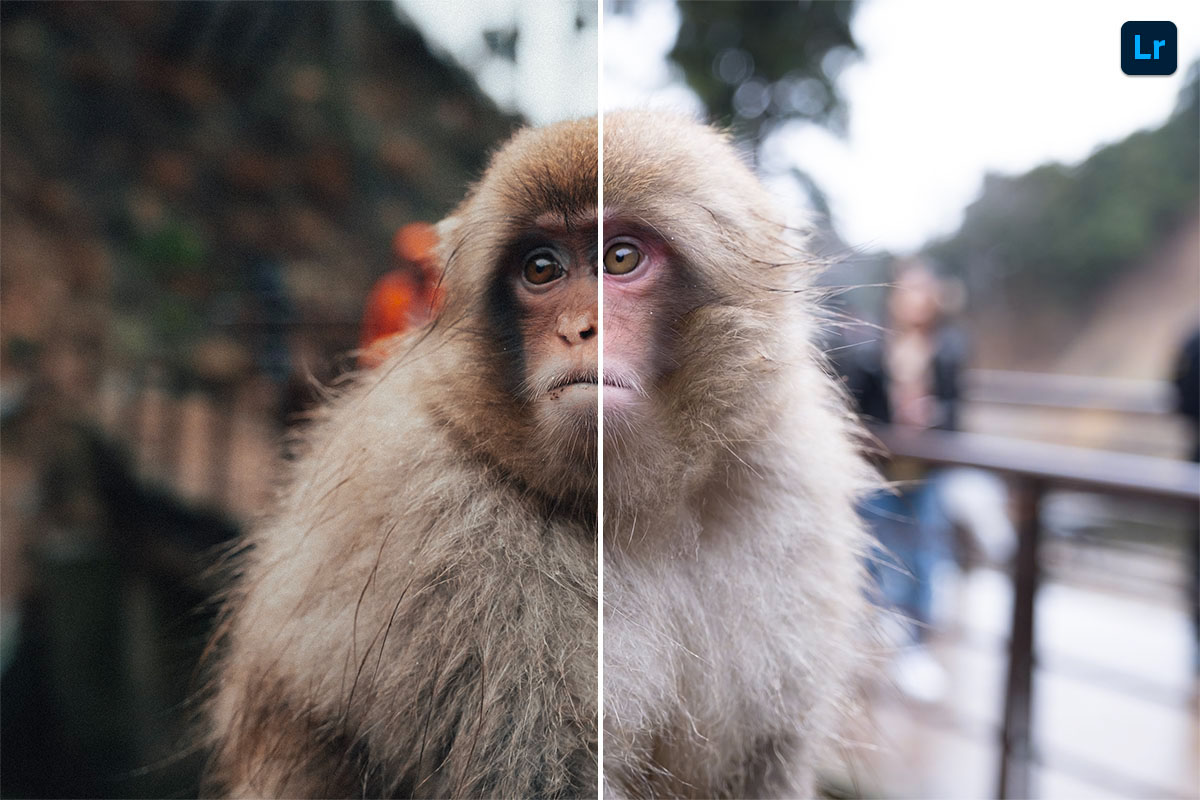 Snow Monkey Park - Nara, Japan | Remix | Photoshop Lightroom