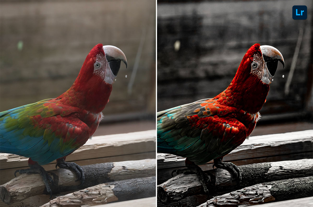 Bird | Edit | Photoshop Lightroom