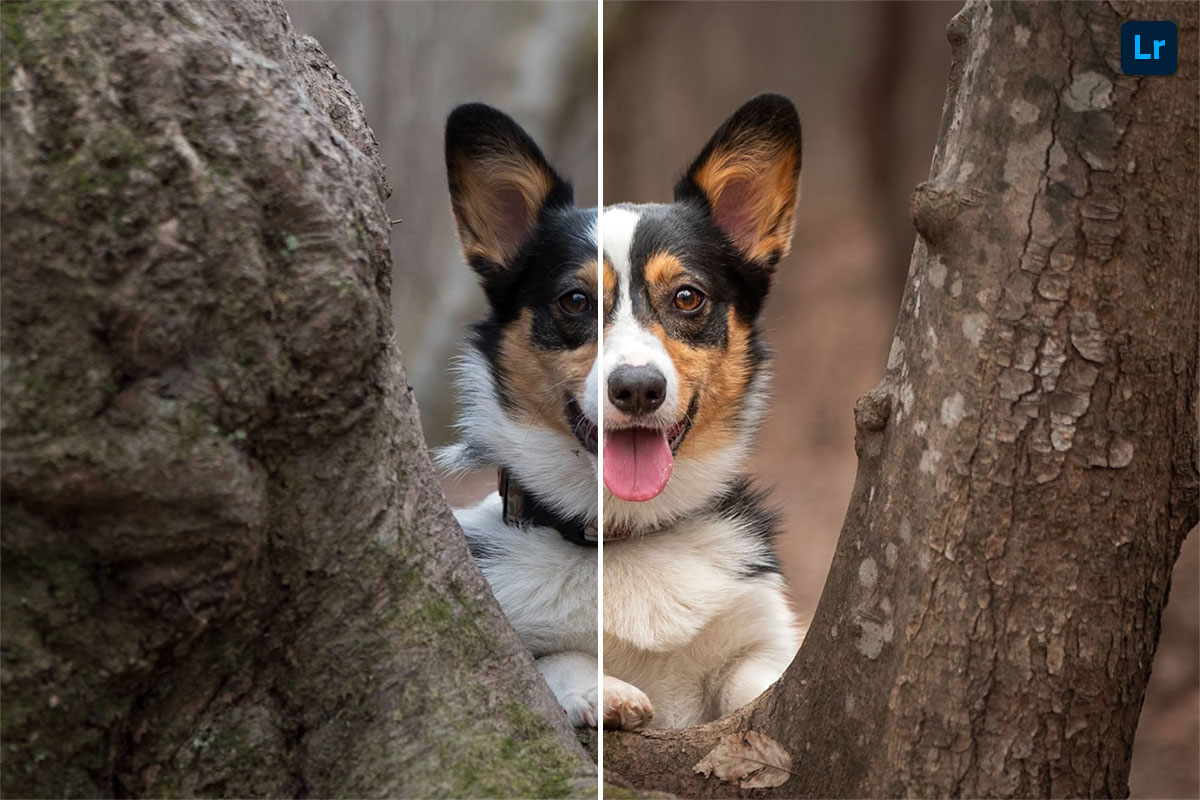 Corgi Tree | Edit | Photoshop Lightroom
