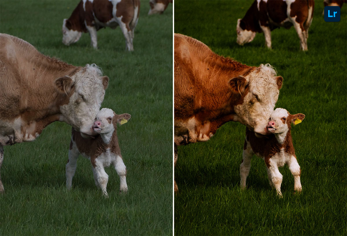 Milk Is Life | Remix | Photoshop Lightroom