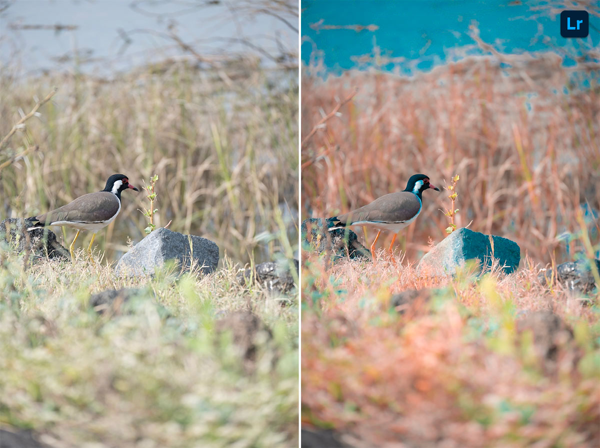 Bird | Remix | Photoshop Lightroom