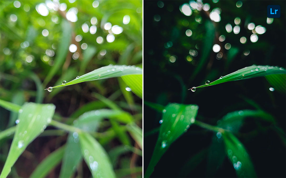 Dew on leaf | Edit | Photoshop Lightroom