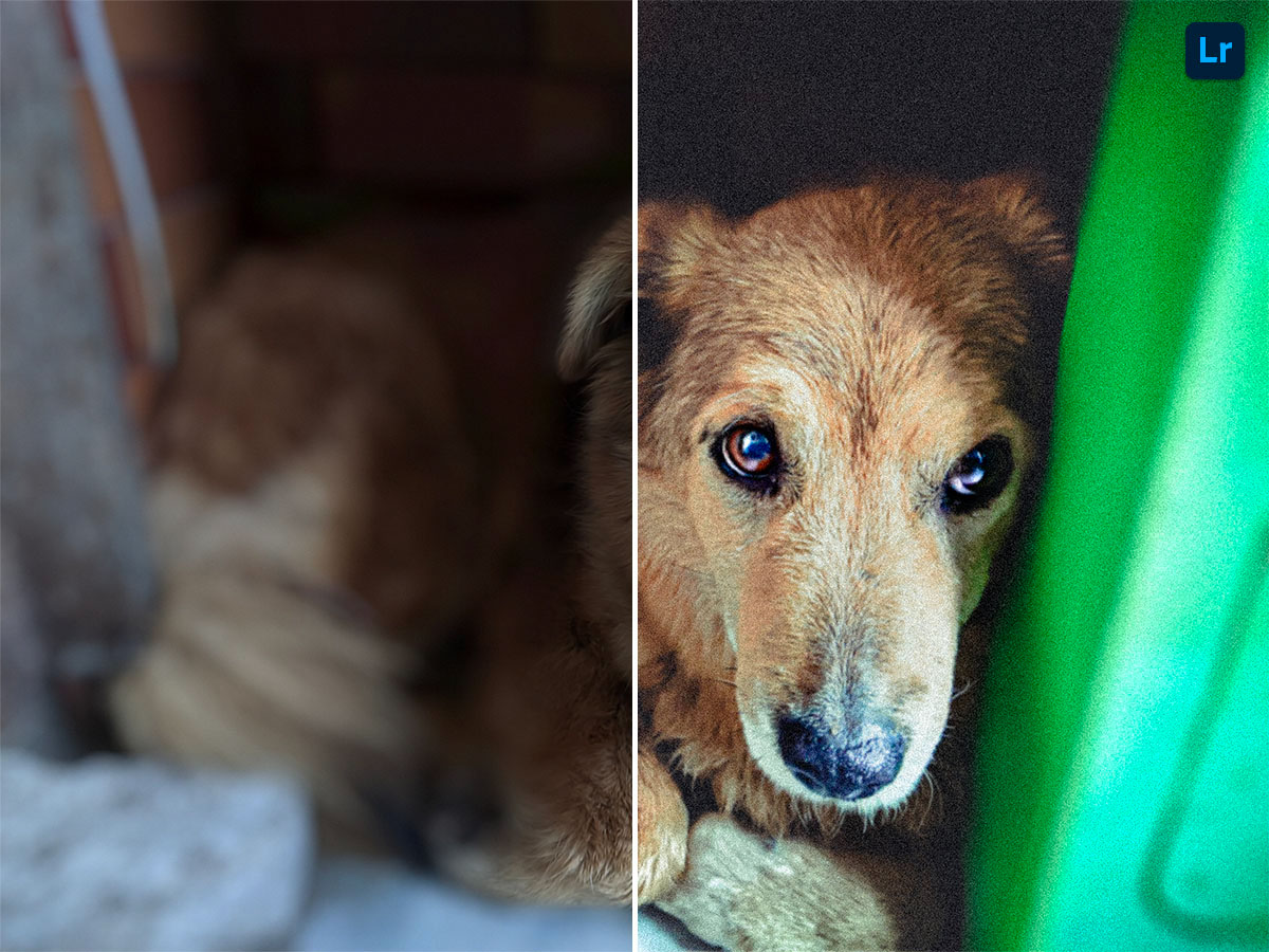 dog | Remix | Photoshop Lightroom