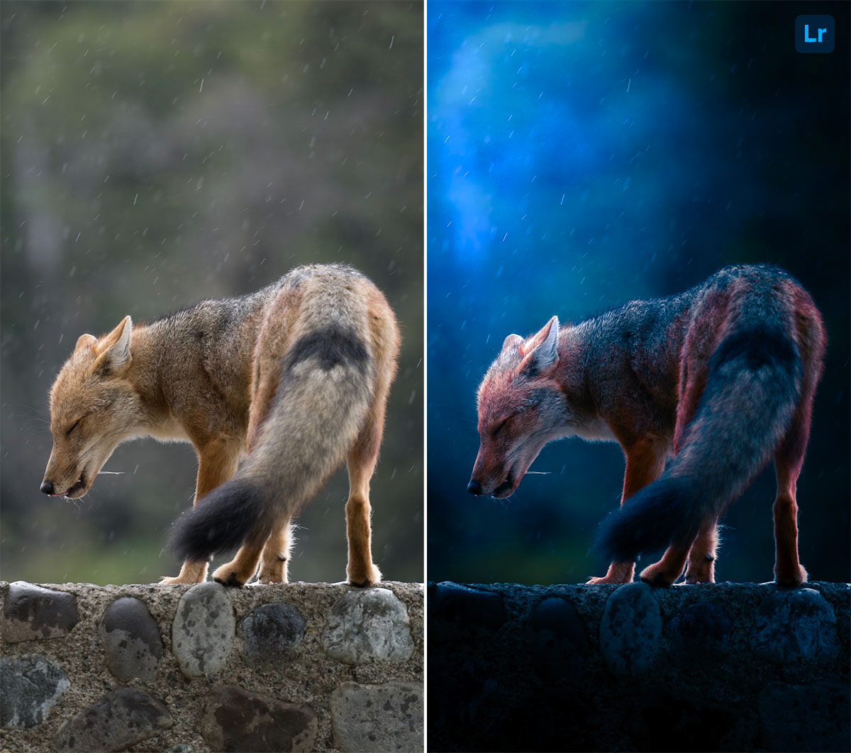 Fox in the rain | Remix | Photoshop Lightroom