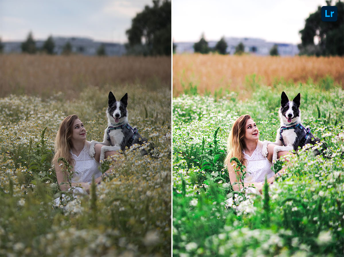 Kompatybilne border colie rumianek | Remix | Photoshop Lightroom