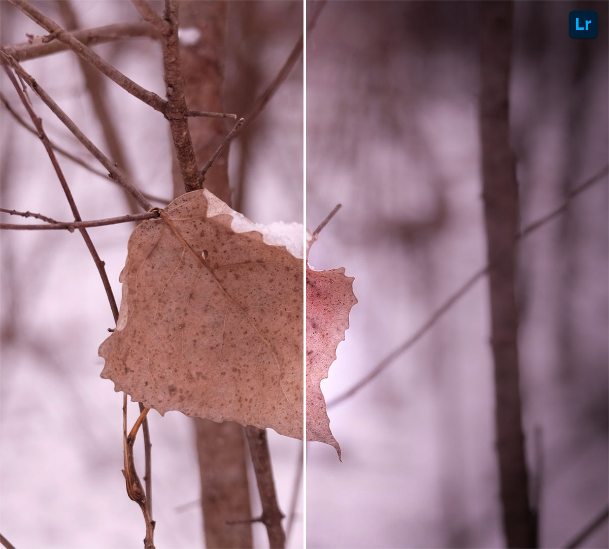 Winter Leaf | Edit | Photoshop Lightroom