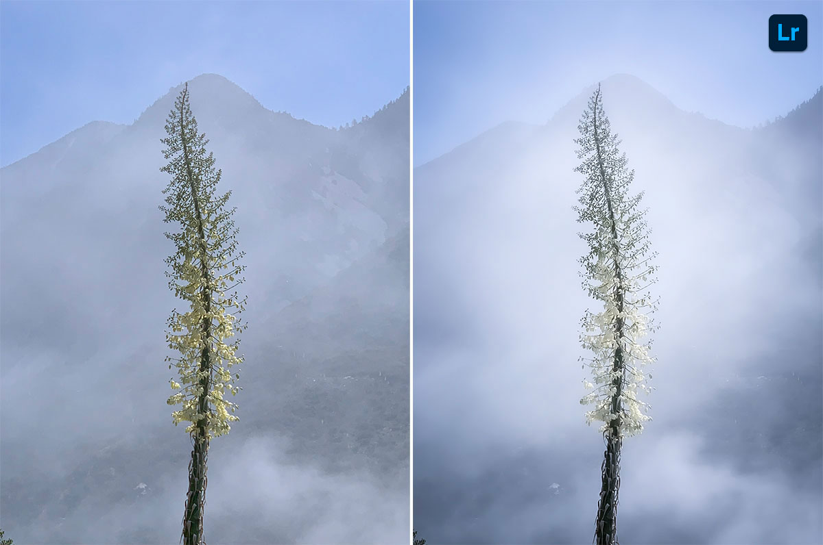 Lord’s Candle Yucca | Edit | Photoshop Lightroom