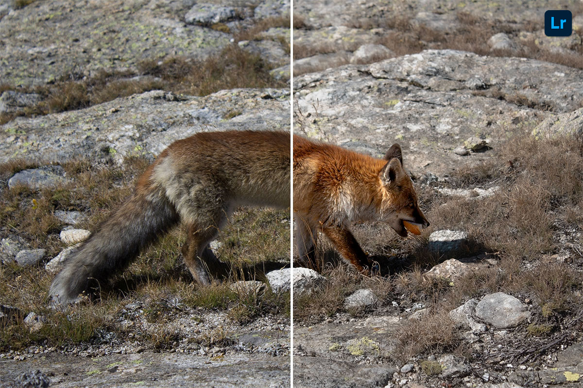 Friendly fox | Edit | Photoshop Lightroom