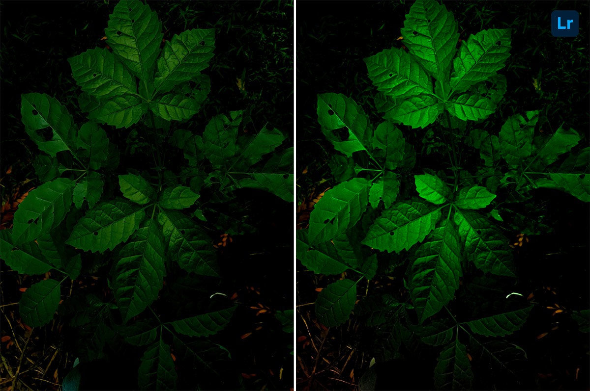 Leaves | Edit | Photoshop Lightroom