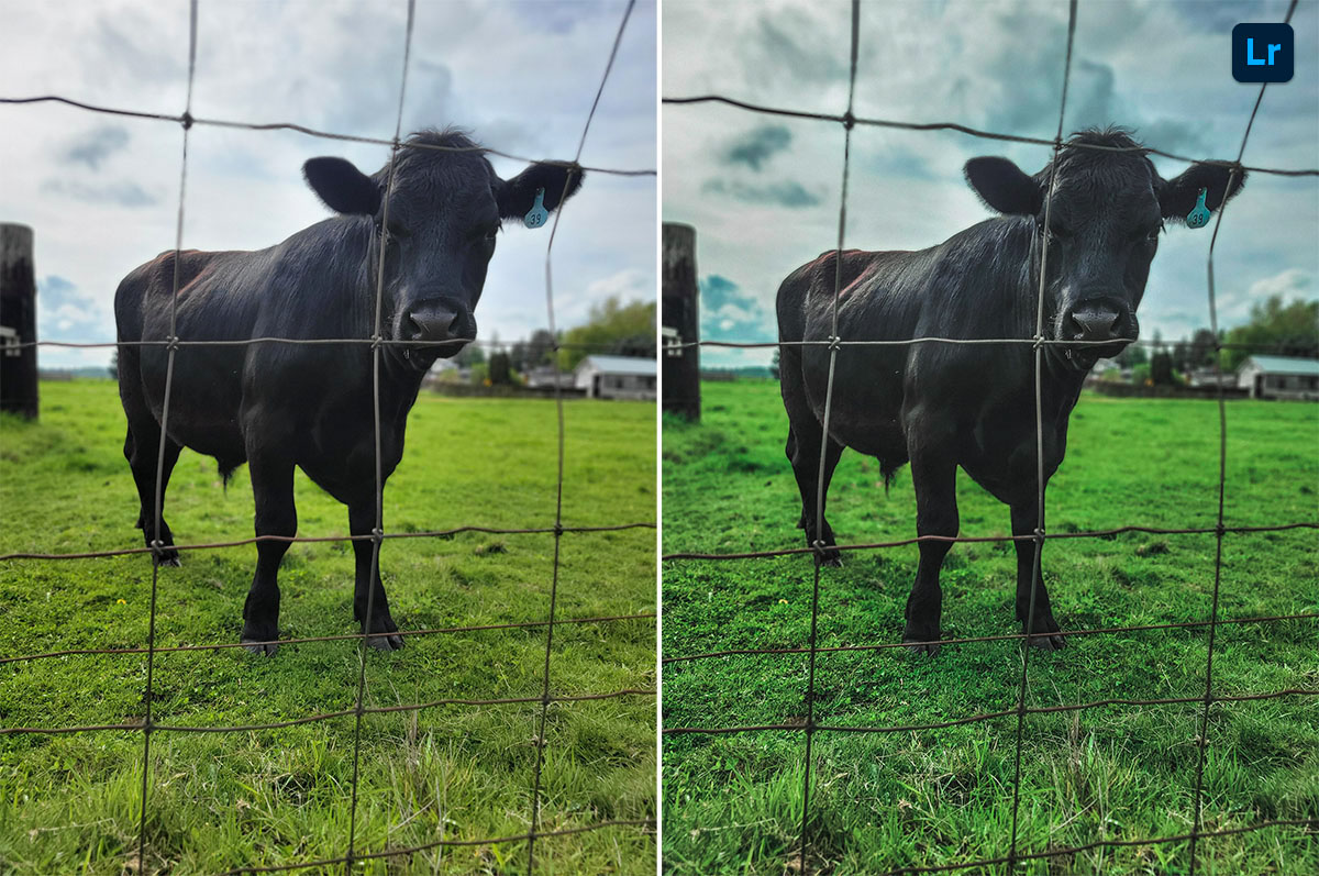 Cow | Edit | Photoshop Lightroom