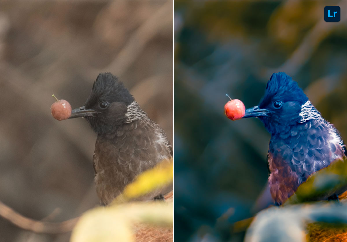 Red Vented Bulbul with fruit | Edit | Photoshop Lightroom