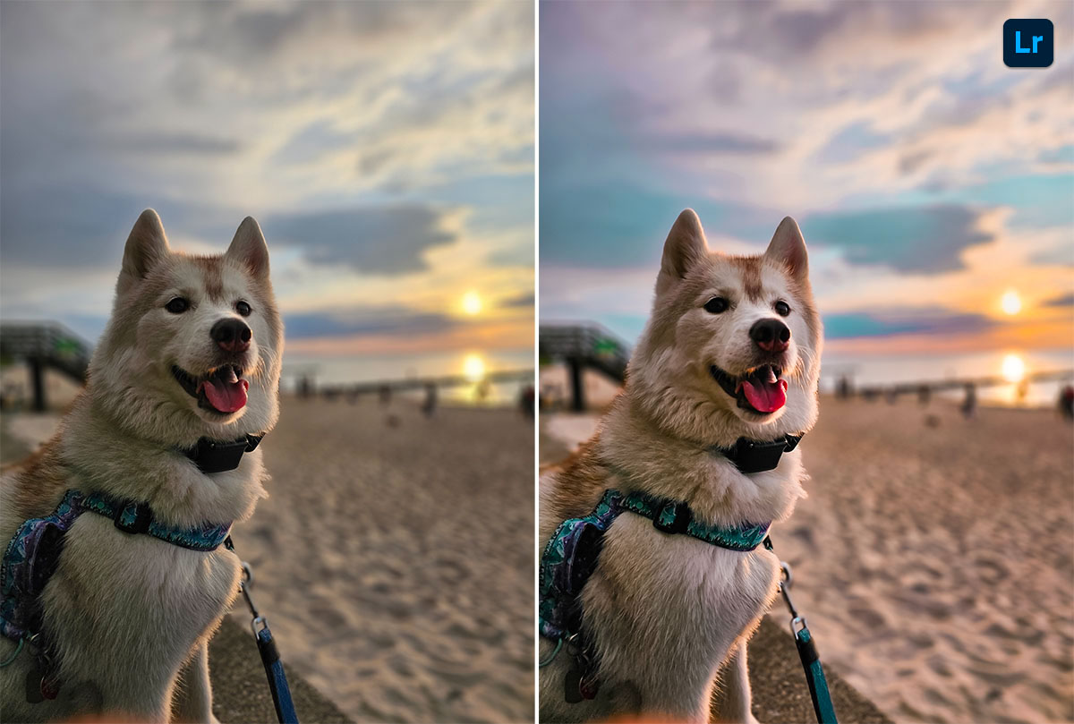 Amber Husky | Edit | Photoshop Lightroom