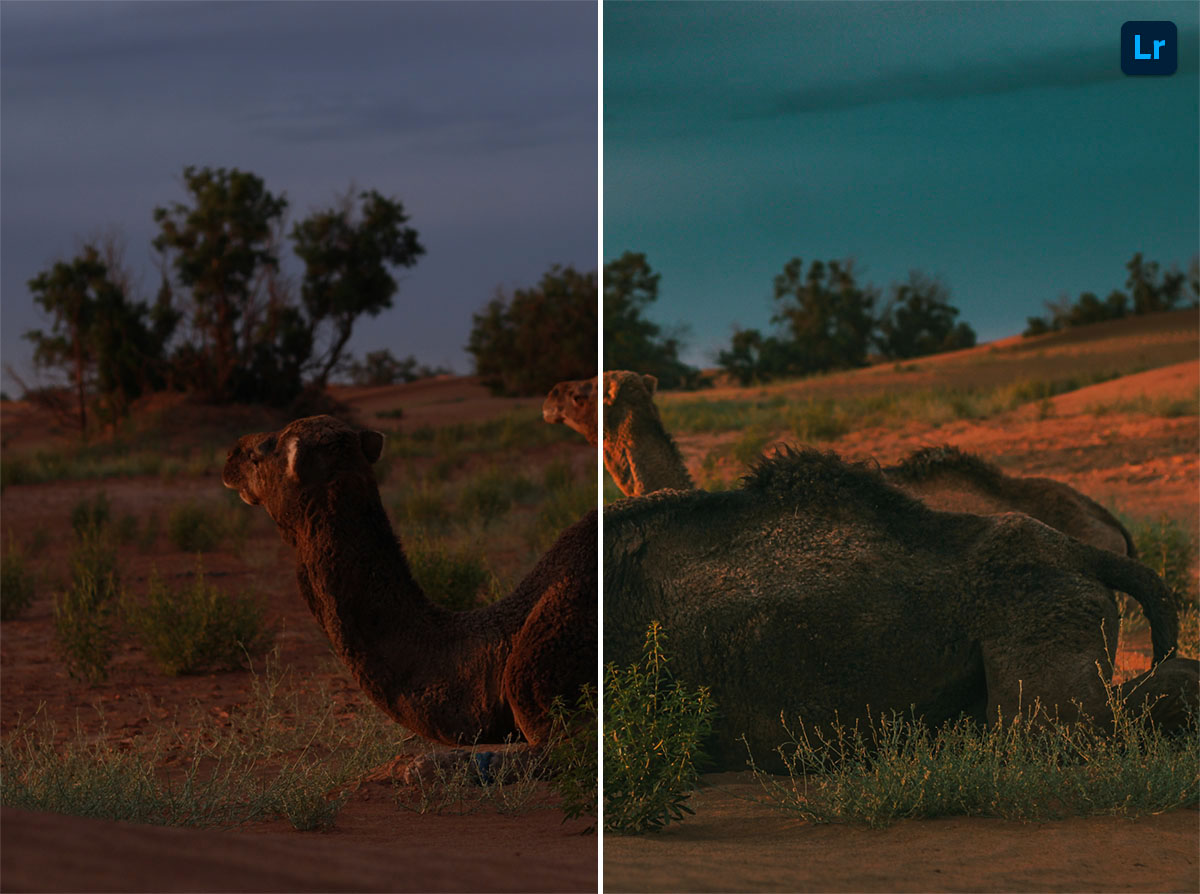 Resting Camels in the Sahara Desert | Edit | Photoshop Lightroom
