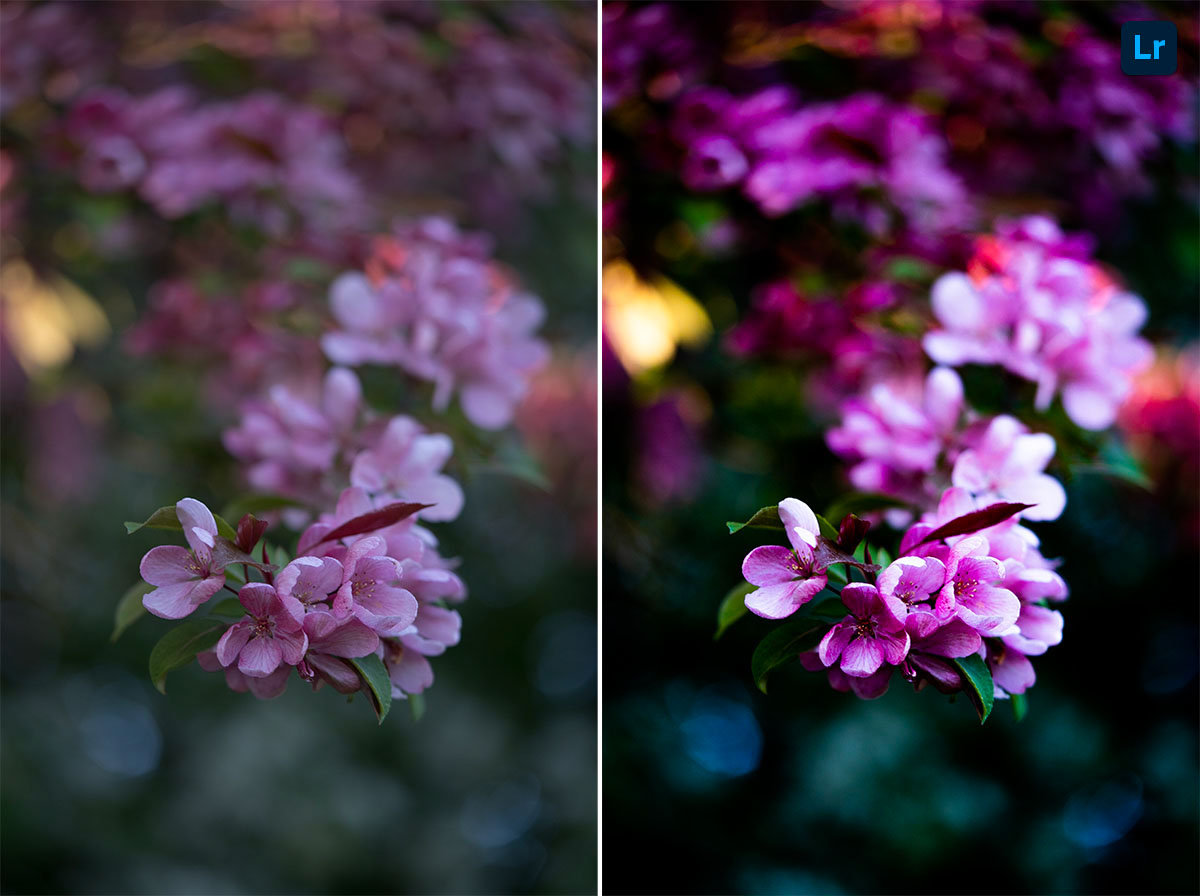 Bloom | Remix | Photoshop Lightroom