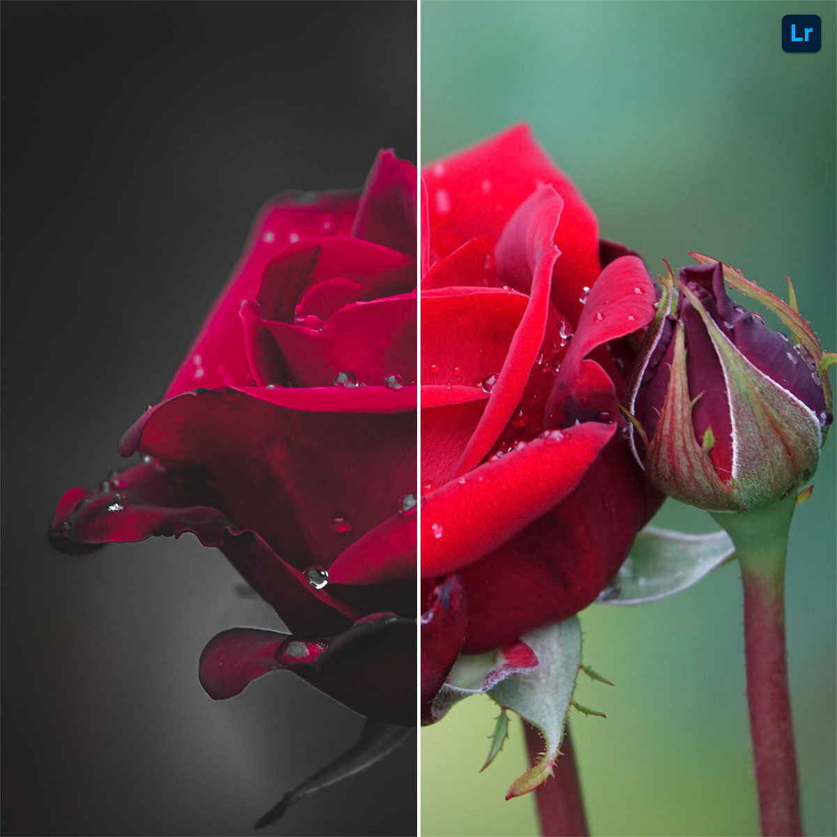 rose | Edit | Photoshop Lightroom